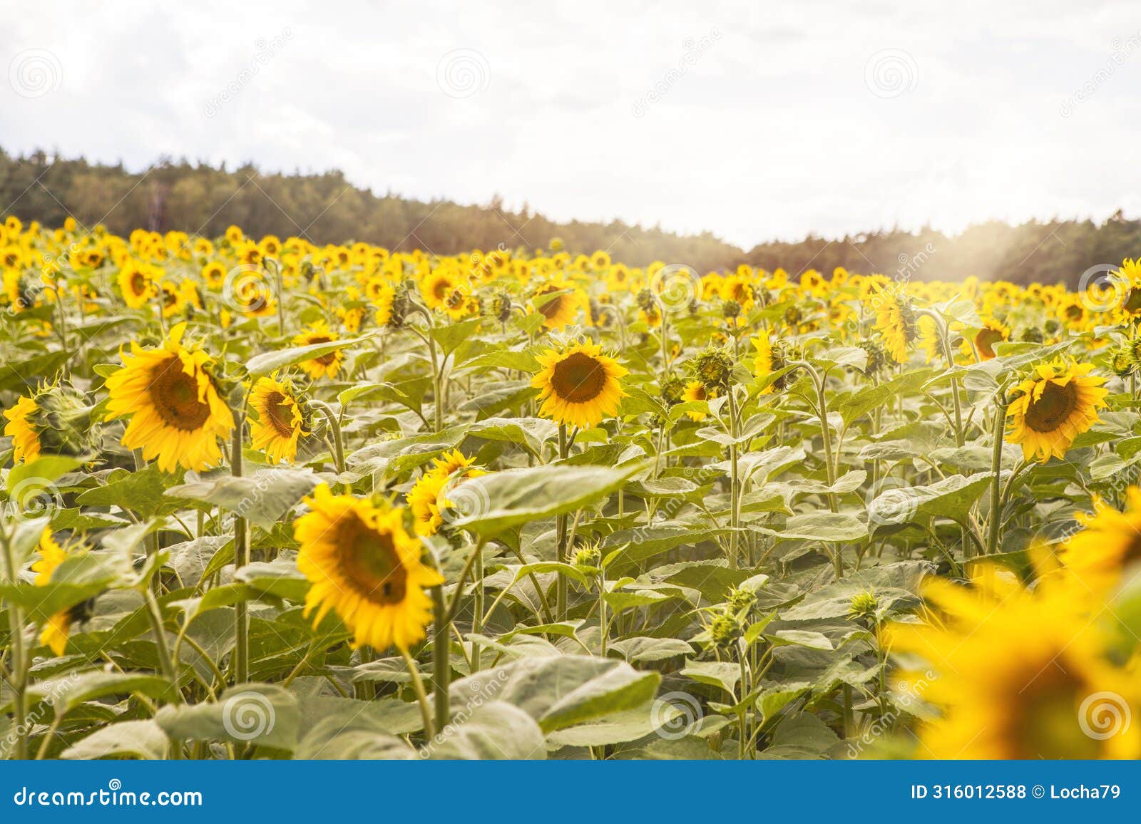 Sunflower on Dark Background. Shallow Depth of Field. Toned. Stock ...