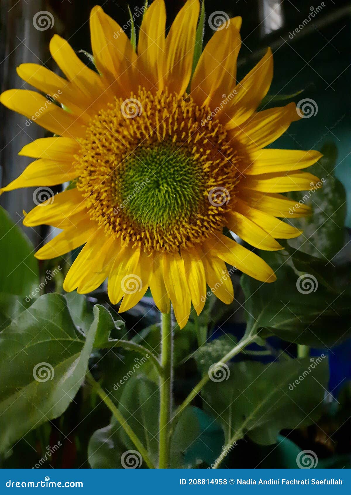 Sunflower in the dark stock photo. Image of nice, herb - 208814958