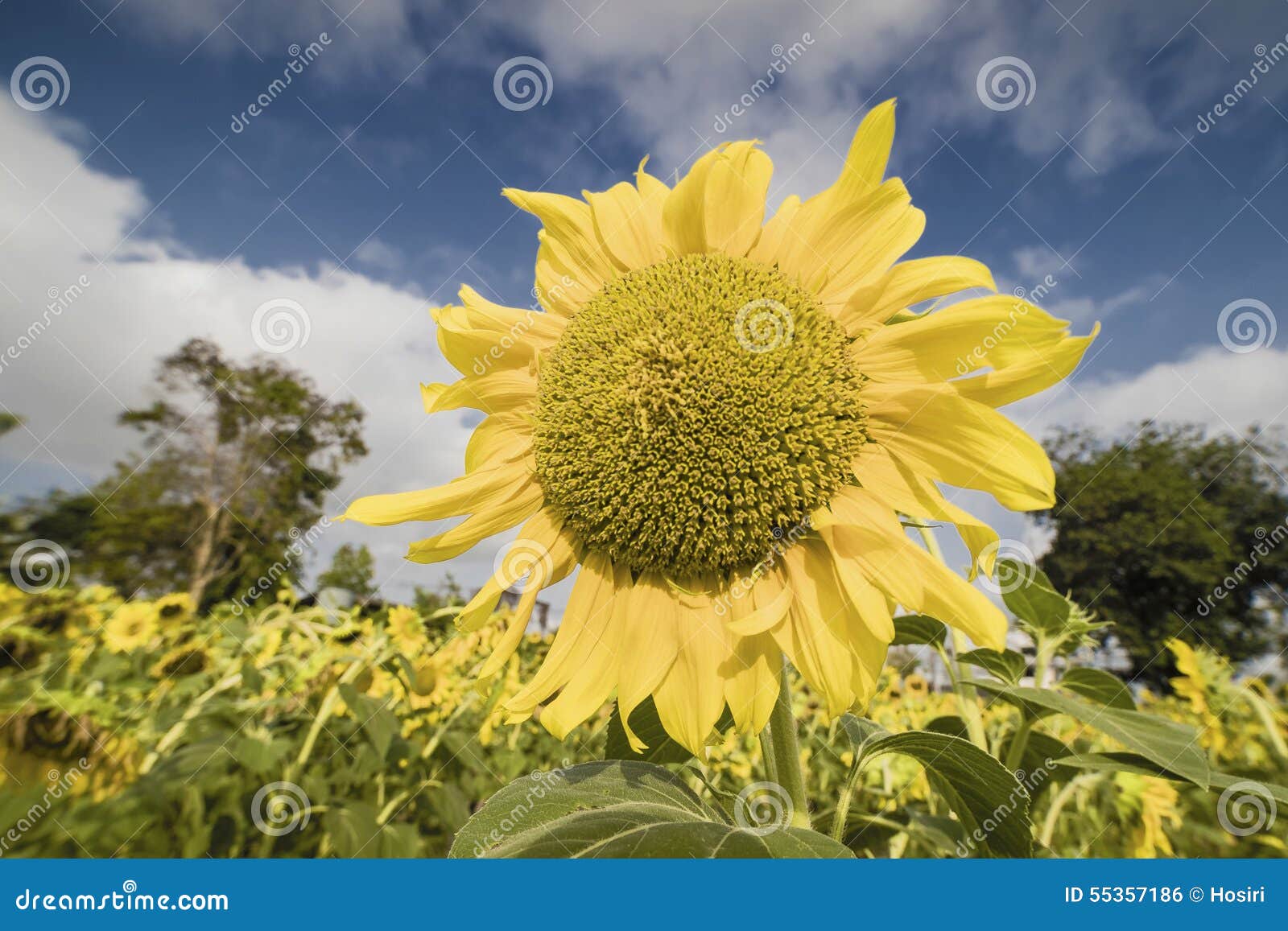 Sunflower stock photo. Image of round, sunflower, landscape - 55357186