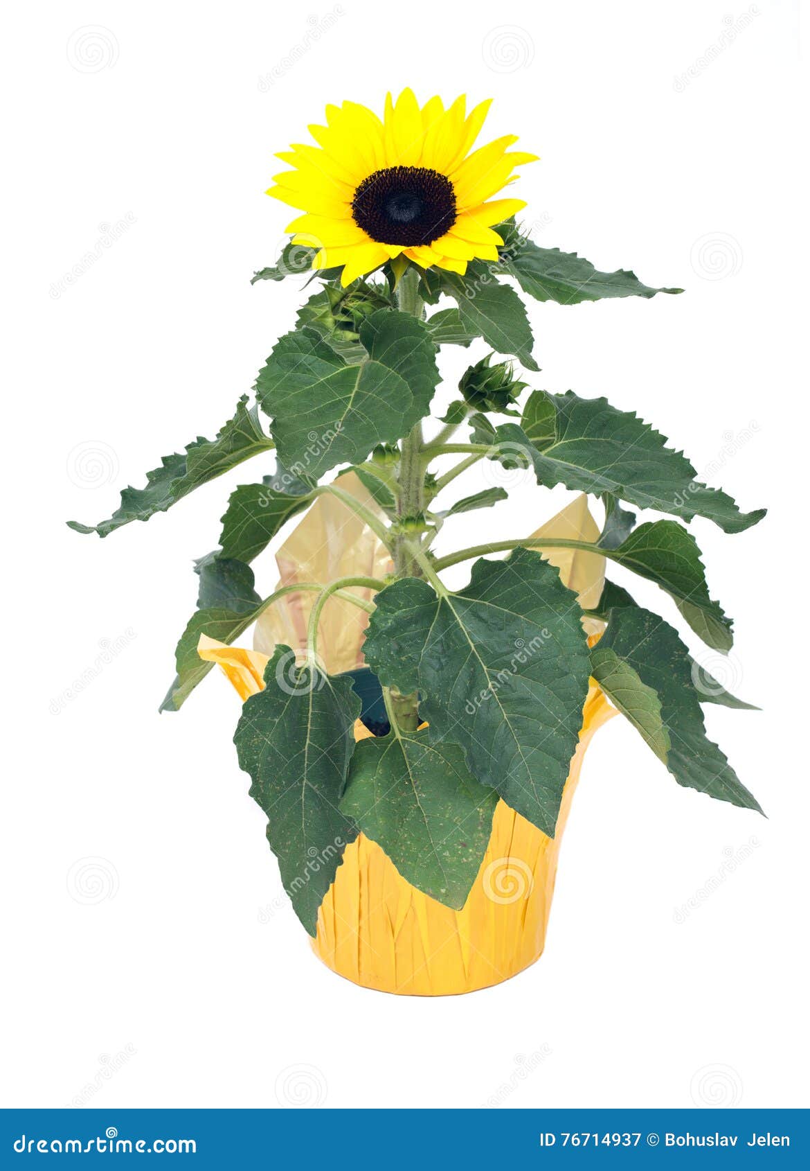 Sunflower in Decorative Pot Stock Image - Image of sunflower, green ...