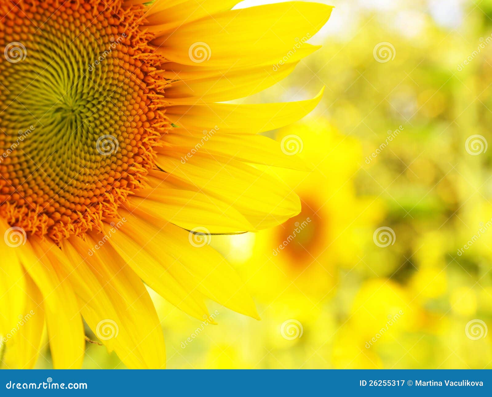 Sunflower Detail Abstract Background Stock Image - Image of beautiful ...