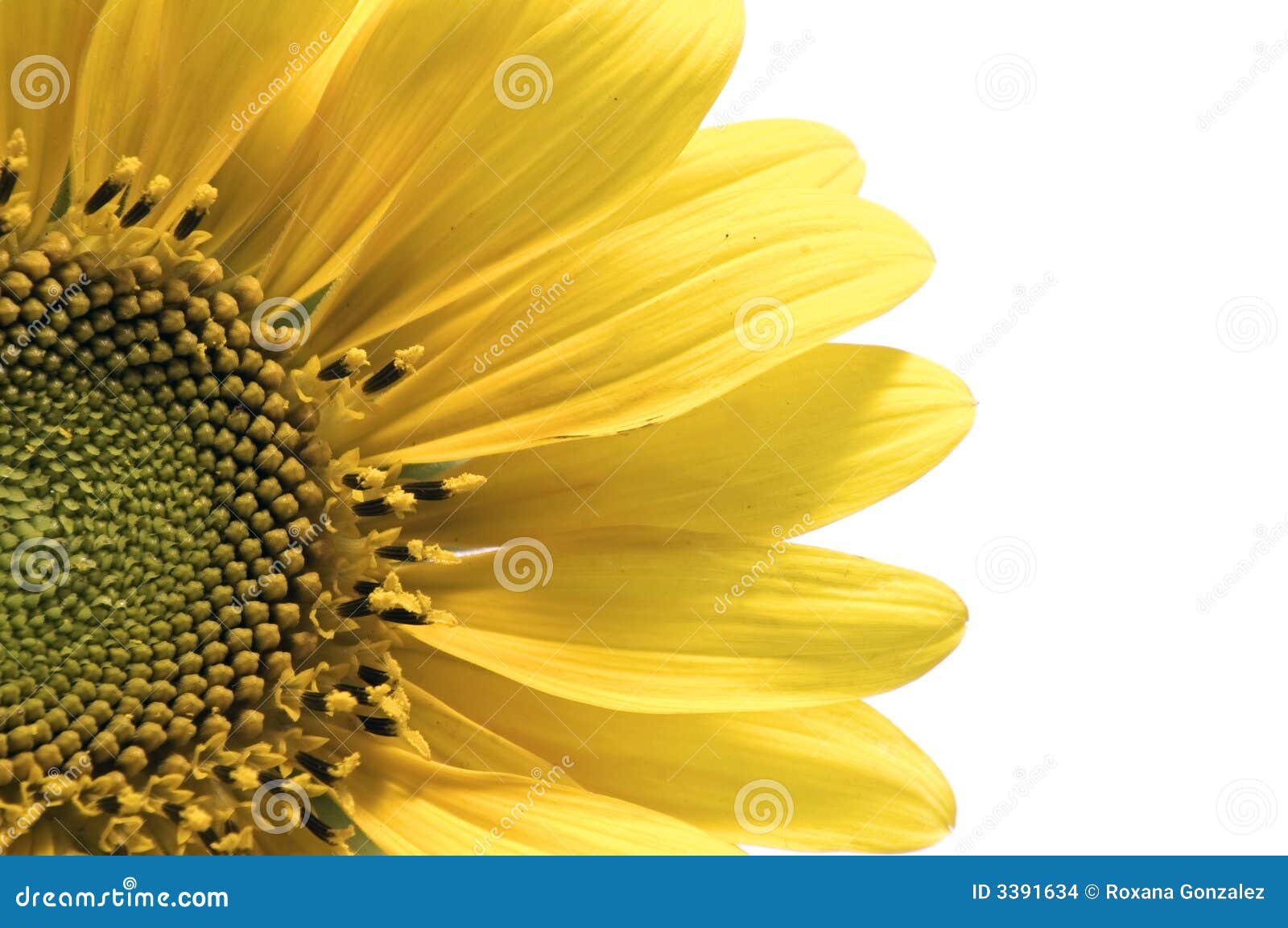 Sunflower detail isolated stock photo. Image of plant - 3391634