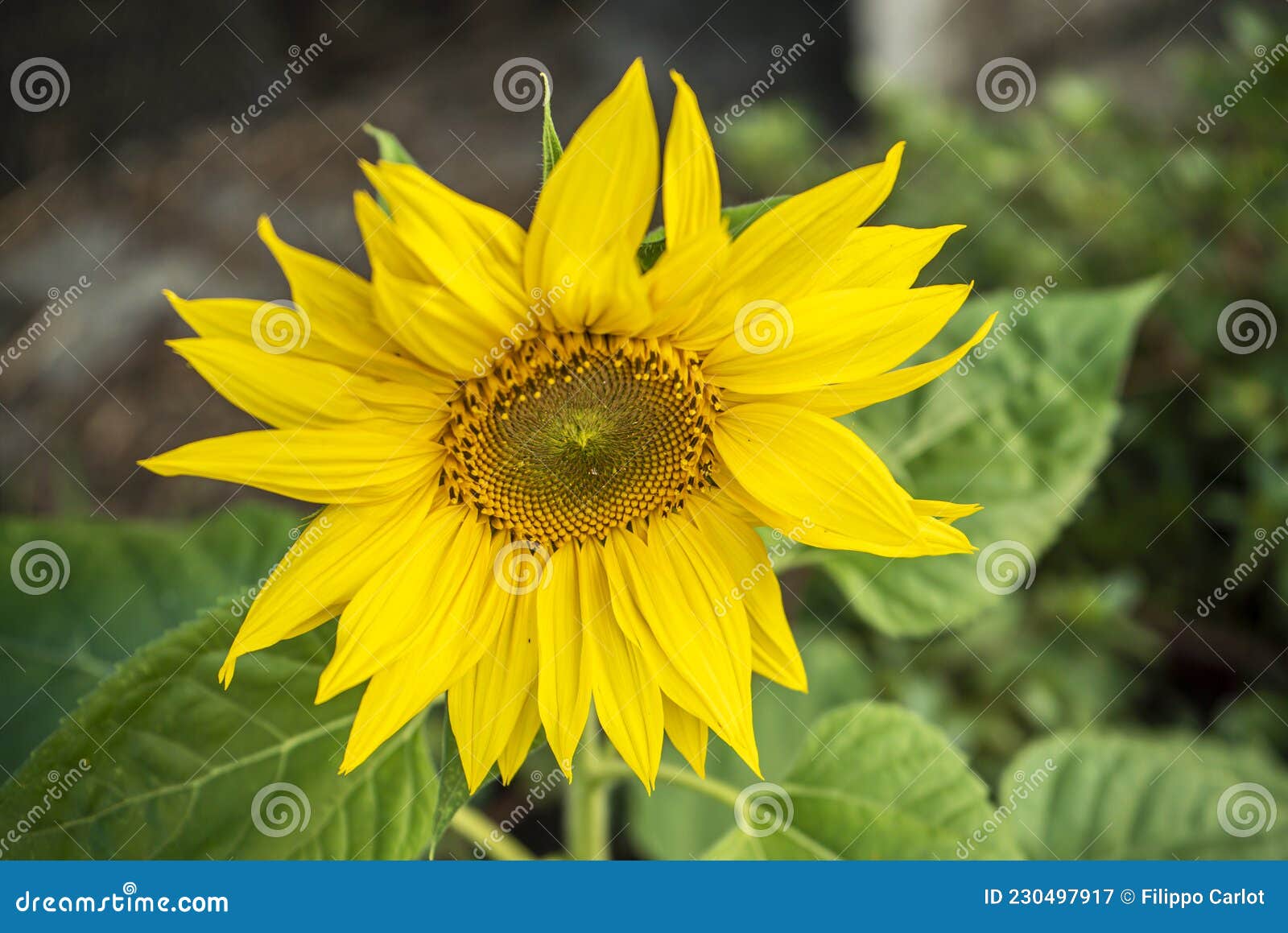 Sunflower detail in spring stock image. Image of isolated - 230497917