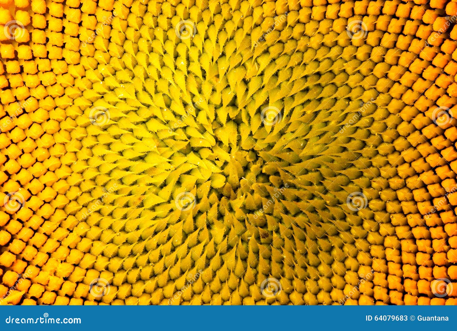 Sunflower Detailed Seed Structure Stock Image - Image of background ...