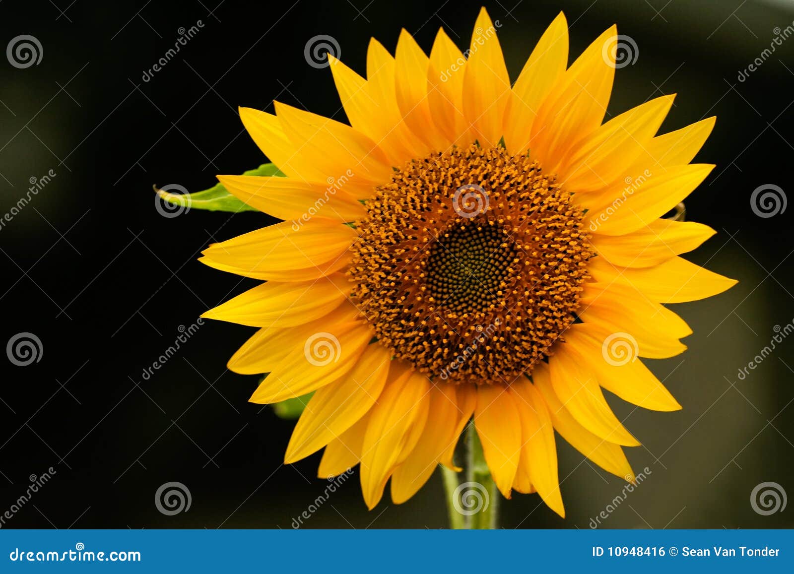 Sunflower Disambiguation Genus Helianthus Stock Photo - Image of circle ...