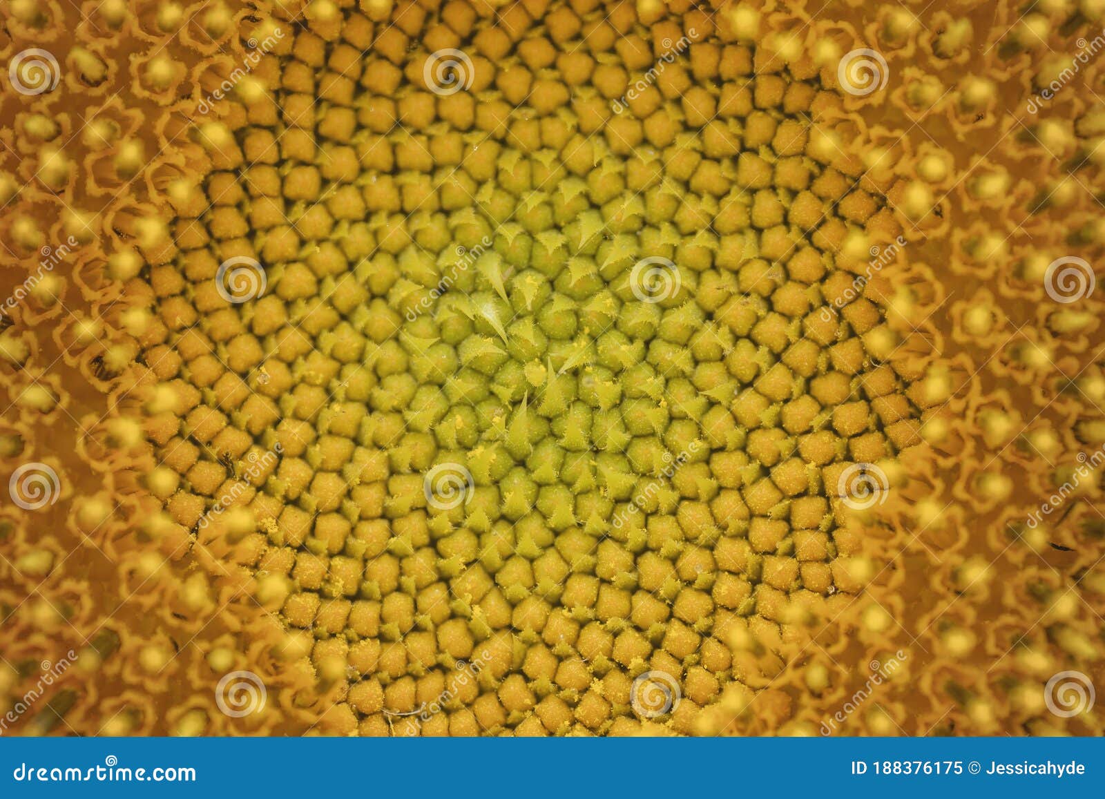 Sunflower Disk Florets Close Up Stock Image - Image of disk ...