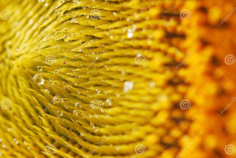 Sunflower drop stock photo. Image of yellow, pollen, nature - 7631418
