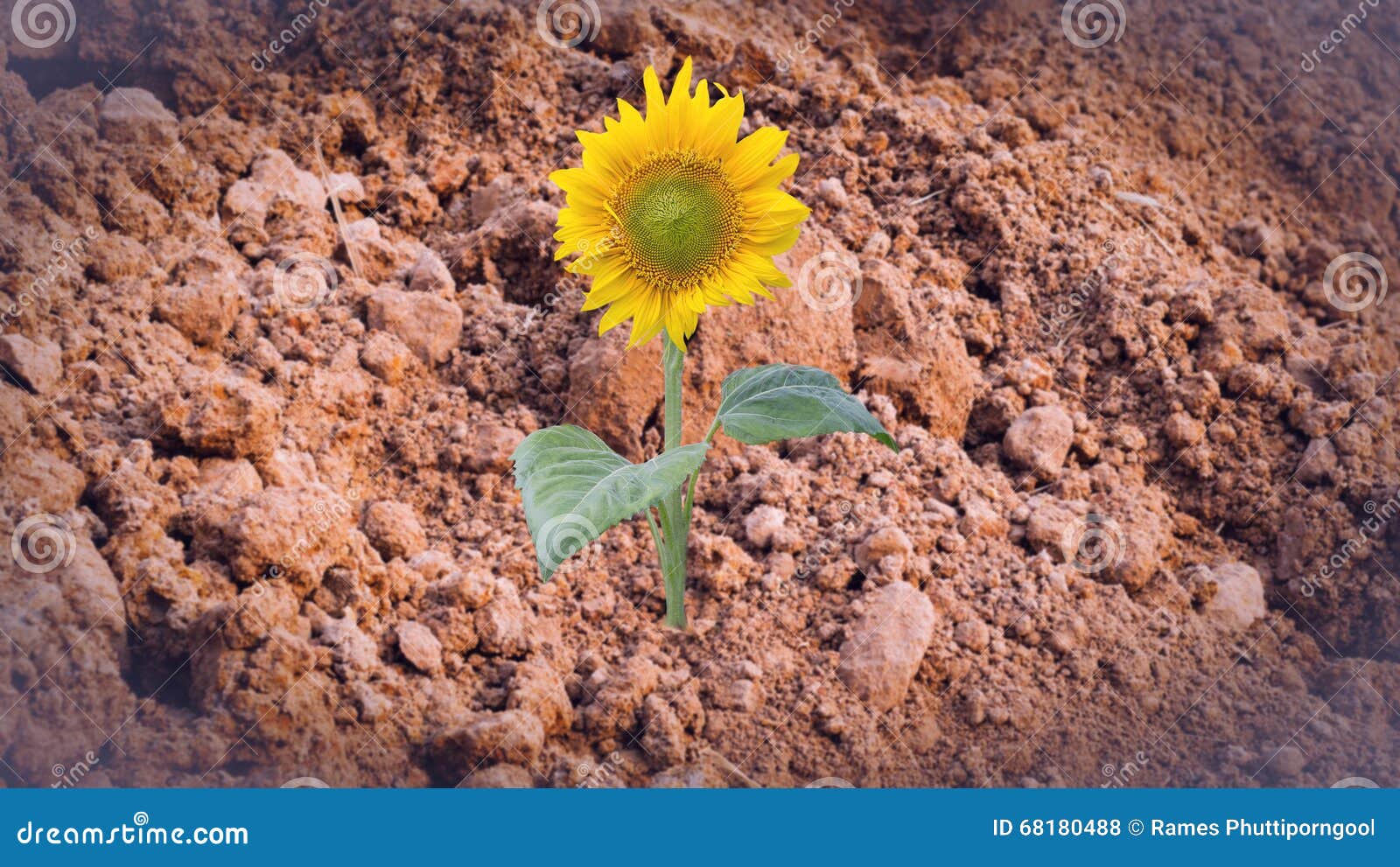 Sunflower on Dry Ground,abstract Background Stock Photo - Image of ...