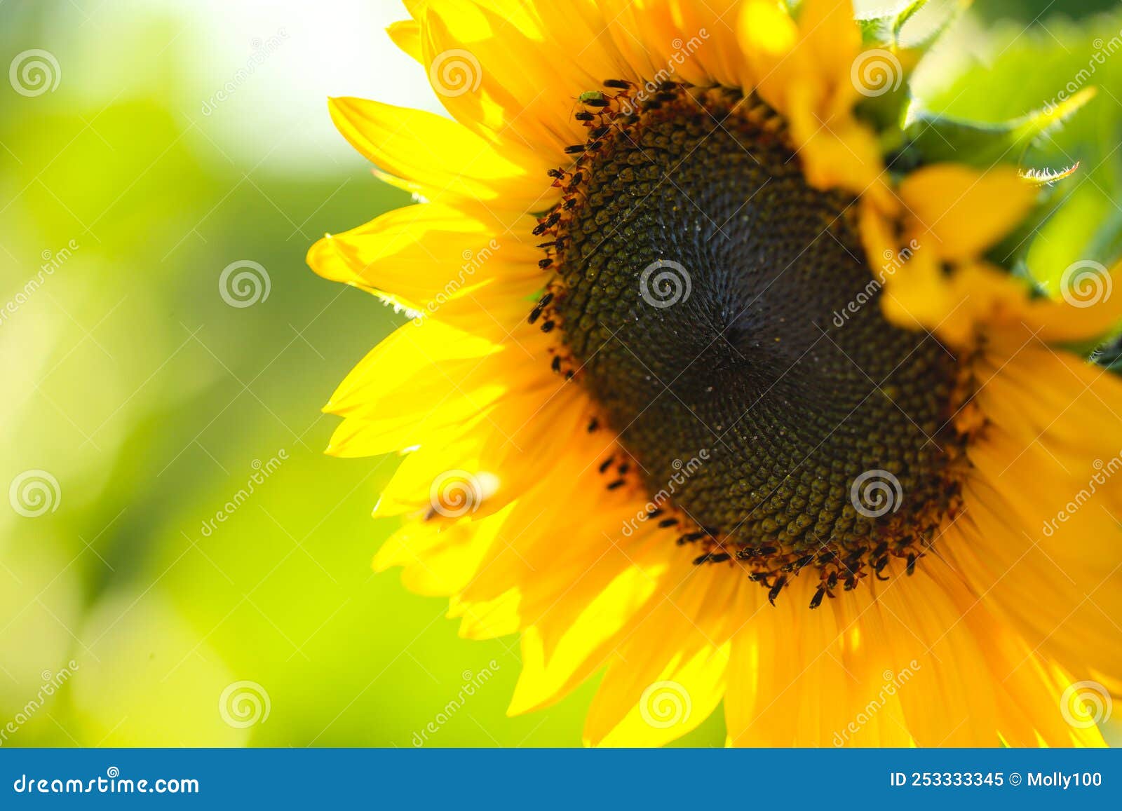 Sunflower in the Evening Sun, Summer Time, Weather Forecast Stock Image ...