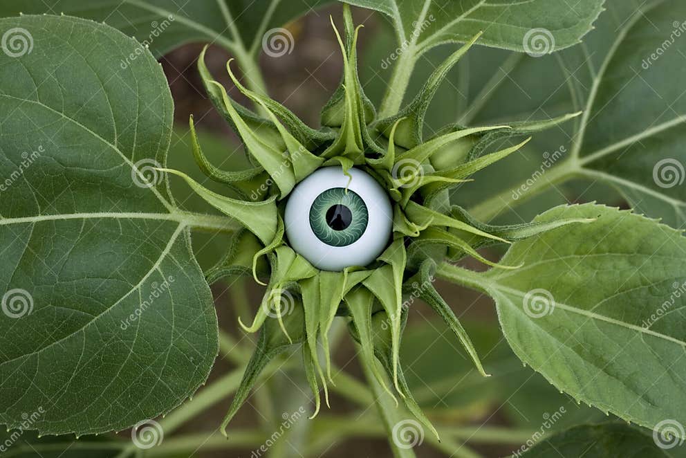 Sunflower Eye stock image. Image of sunflower, surrealistic - 25621523