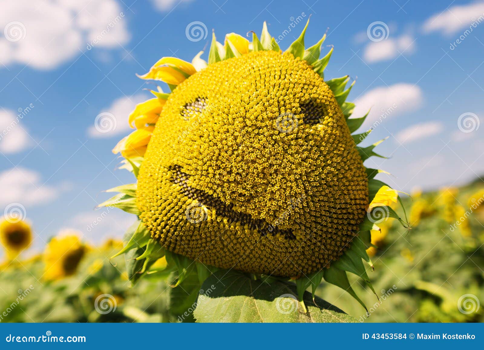 Sunflower face stock photo. Image of botany, florist - 43453584