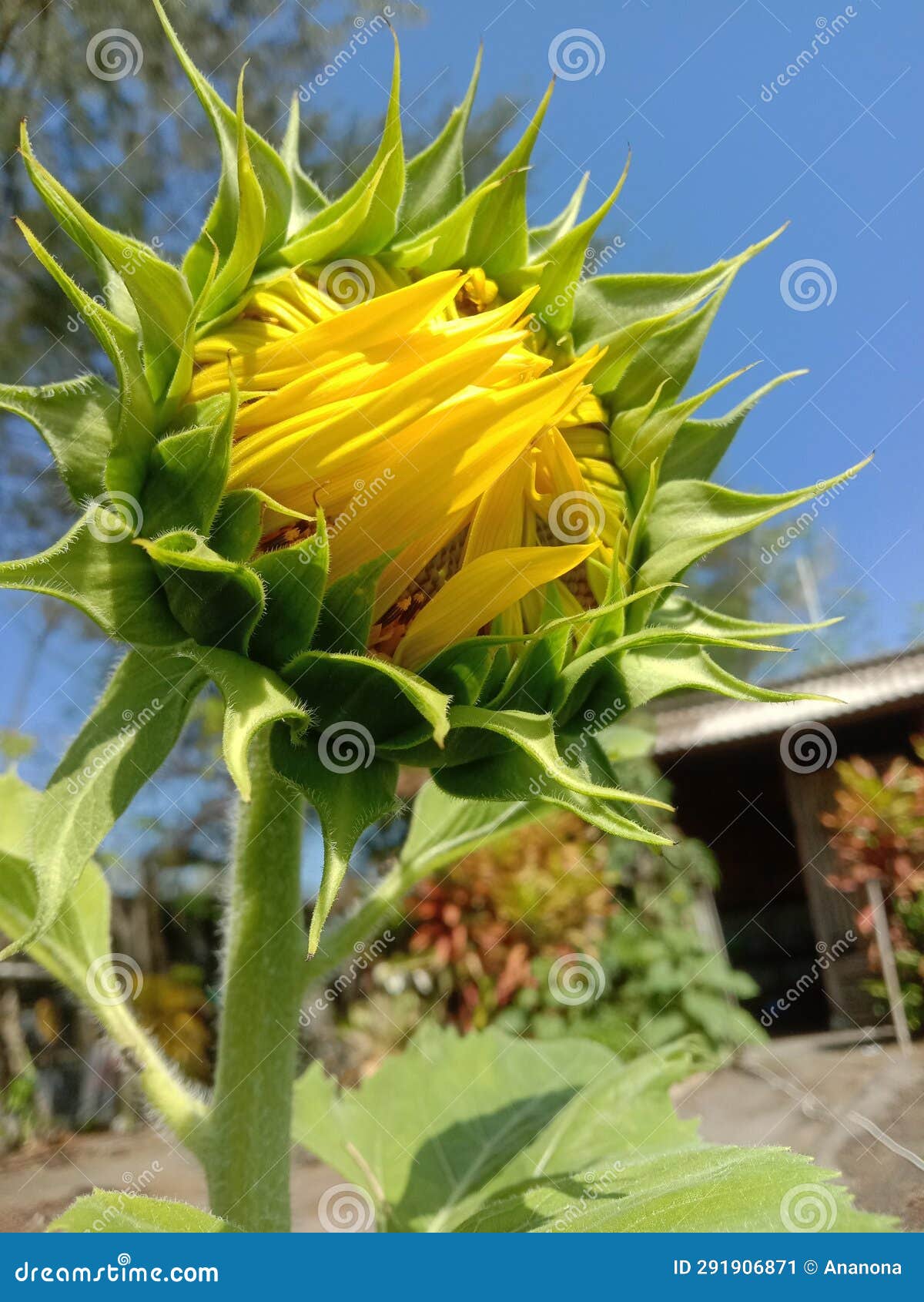 Sunflower faced the sun stock image. Image of yellow - 291906871