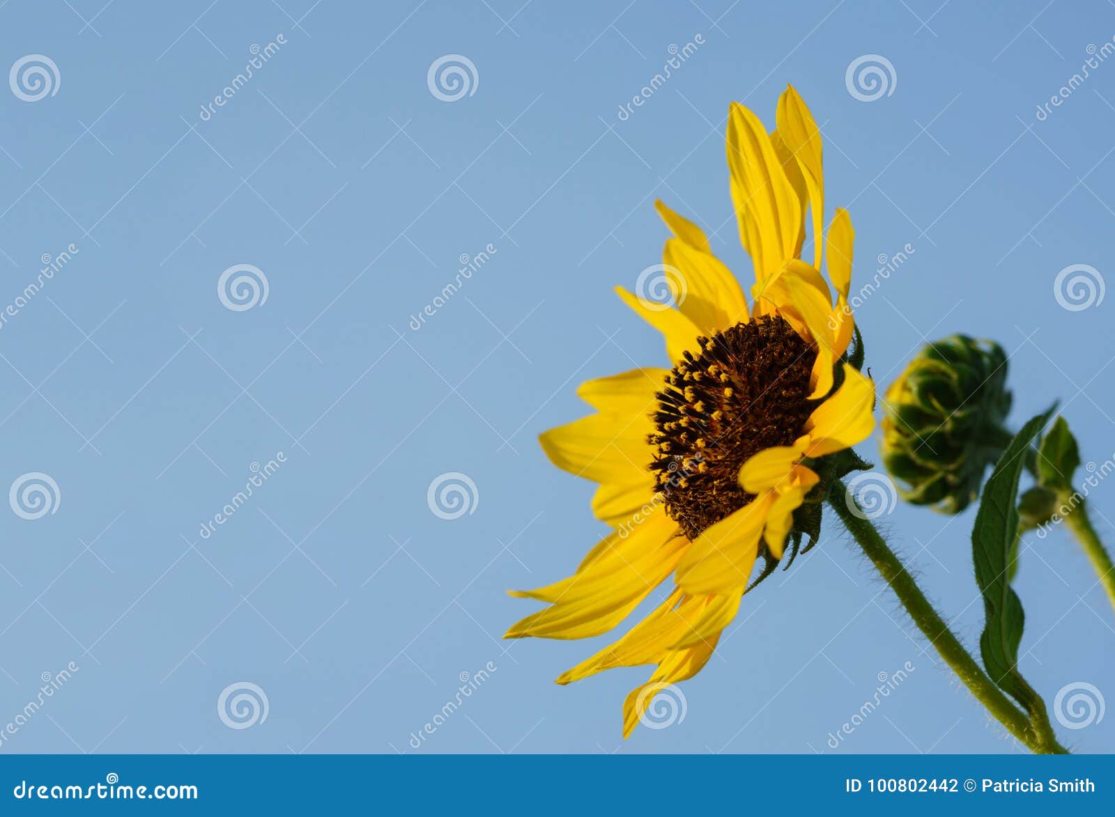 A Sunflower Facing The Sky. Royalty-Free Stock Photo | CartoonDealer ...