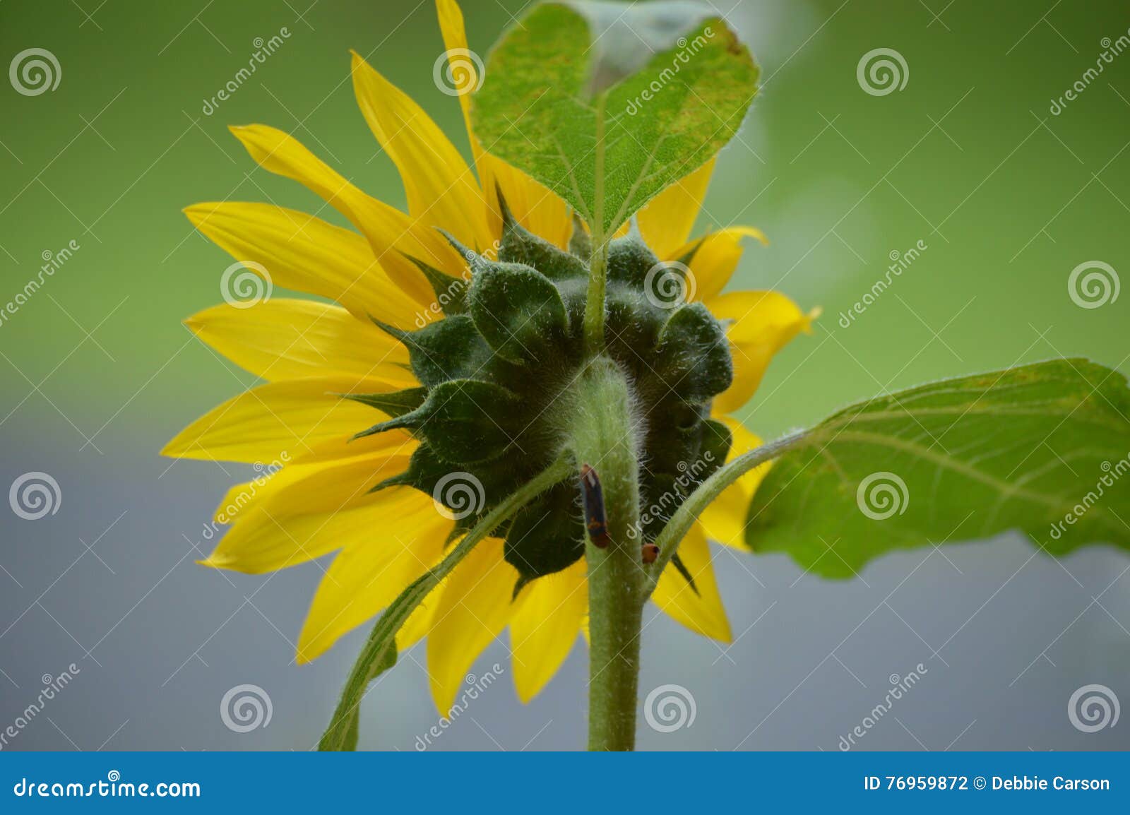 Sunflower stock photo. Image of nature, backwardsunflower - 76959872
