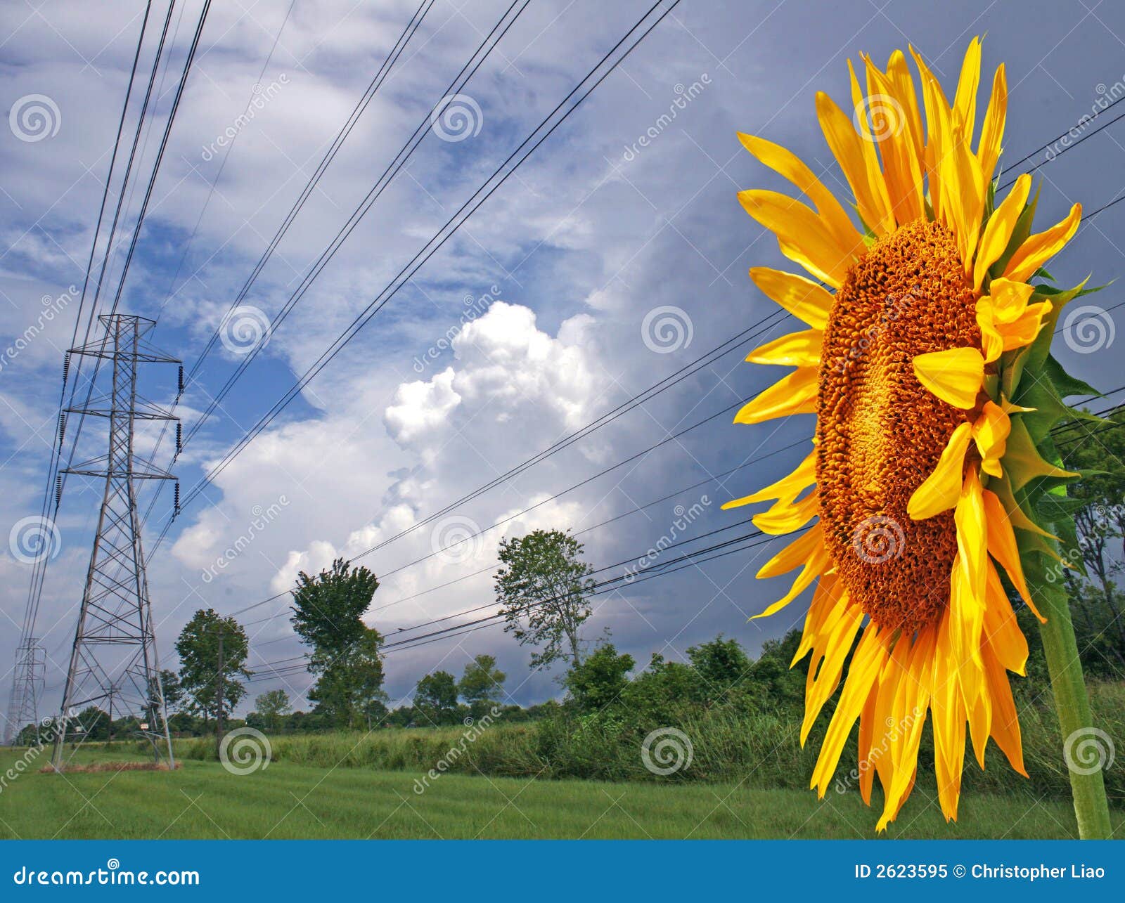 Sunflower Facing Power Lines Stock Image - Image of power, floral: 2623595