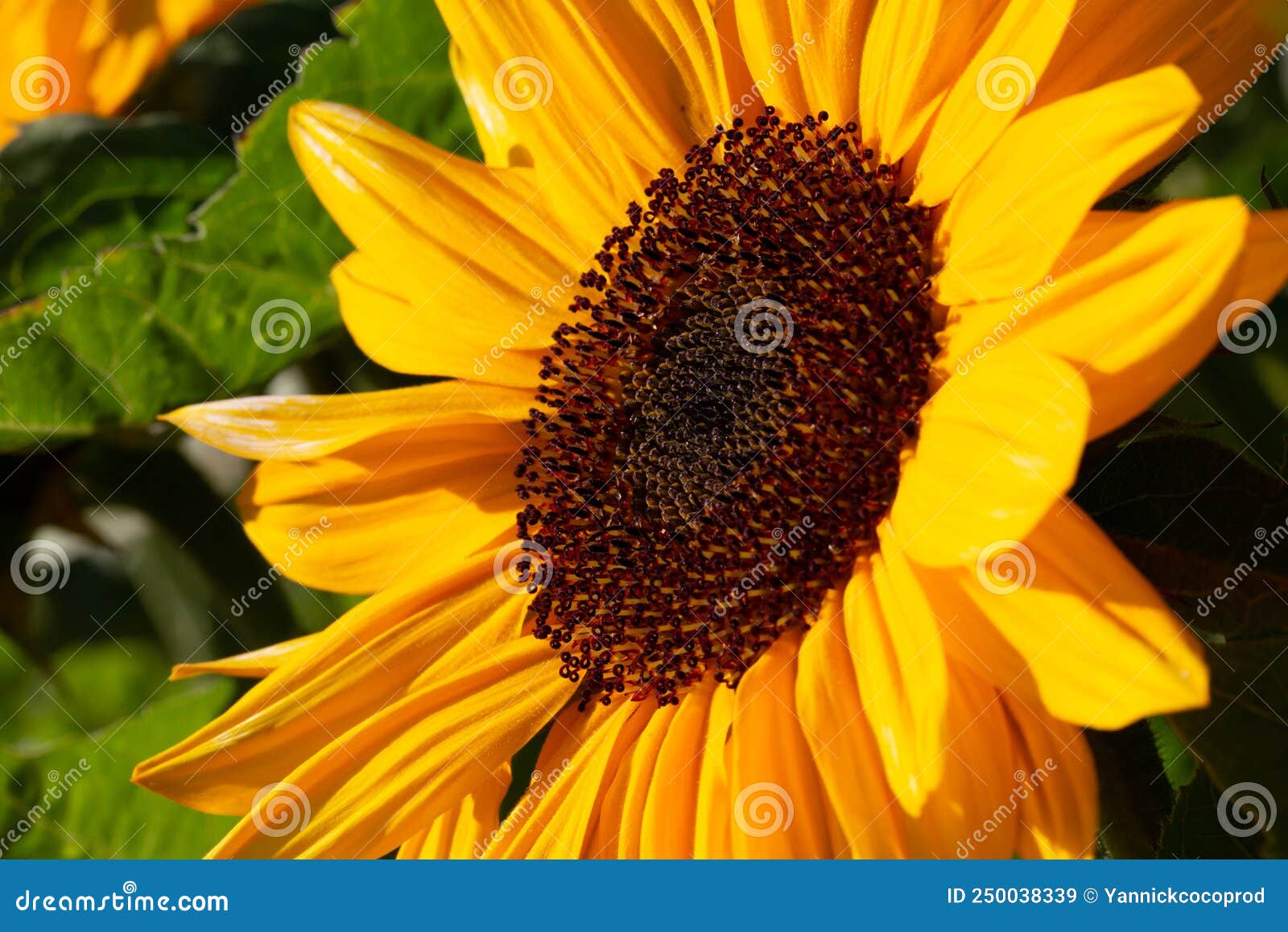 Sunflower Facing Opposite Of The Sun Stock Photo | CartoonDealer.com ...