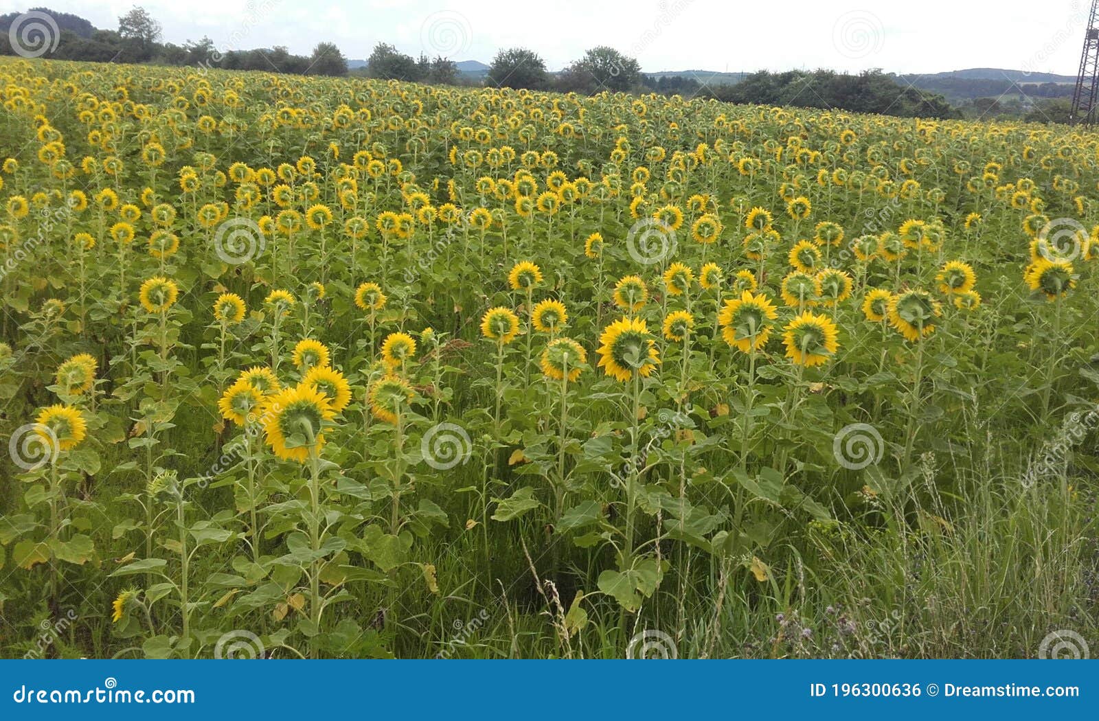 Sunflower farm august stock photo. Image of plants, farm - 196300636