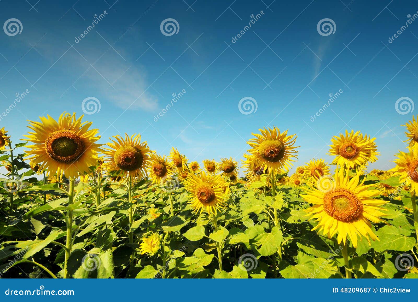 Sunflower Farm In Esquipulas, Guatemala Royalty-Free Stock Photo ...