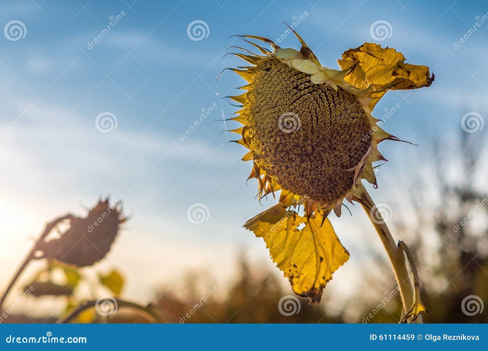Sunflower on the Farm Field. Harvesting. Autumn. Fall Stock Image ...