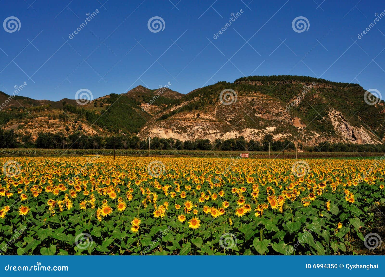 Sunflower farms stock photo. Image of meadow, living, culture - 6994350