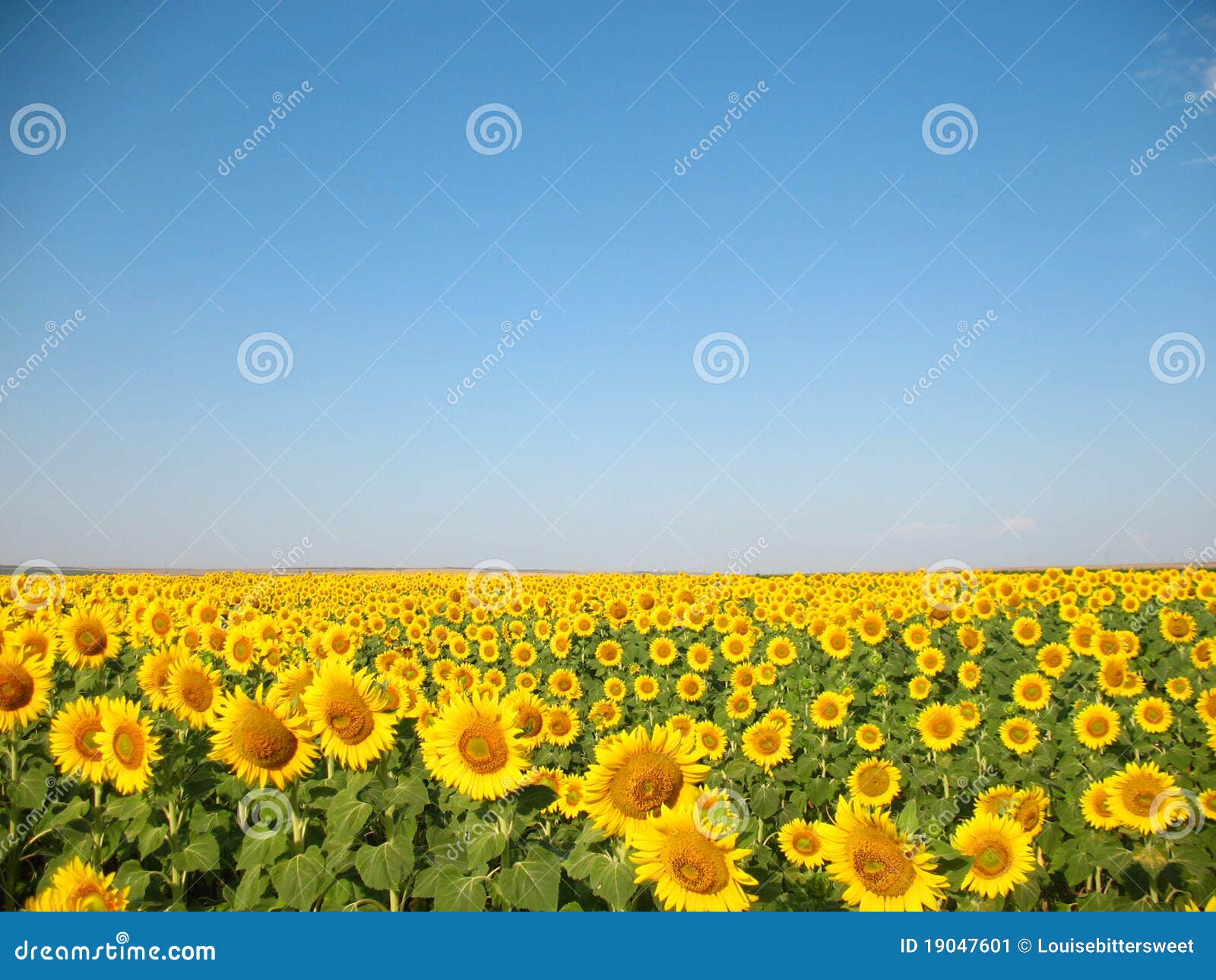 Sunflower field stock image. Image of field, flower, sunflower - 19047601
