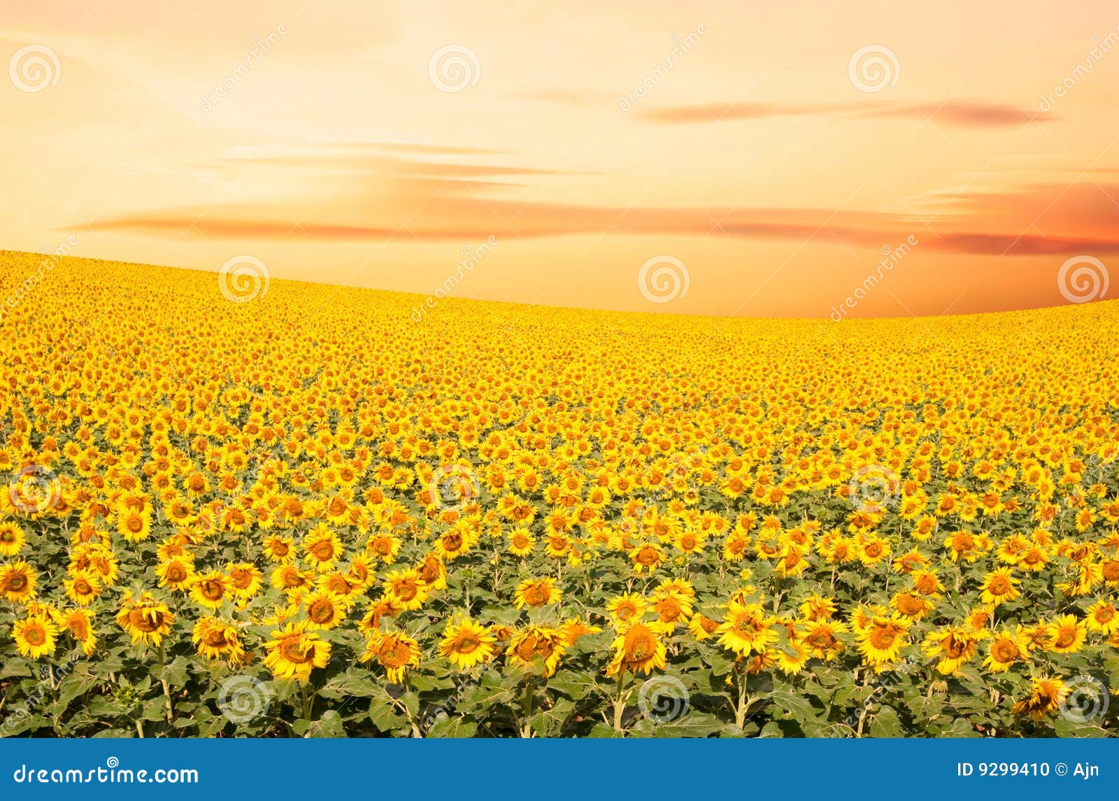 Sunflower Field stock photo. Image of agriculture, orange - 9299410