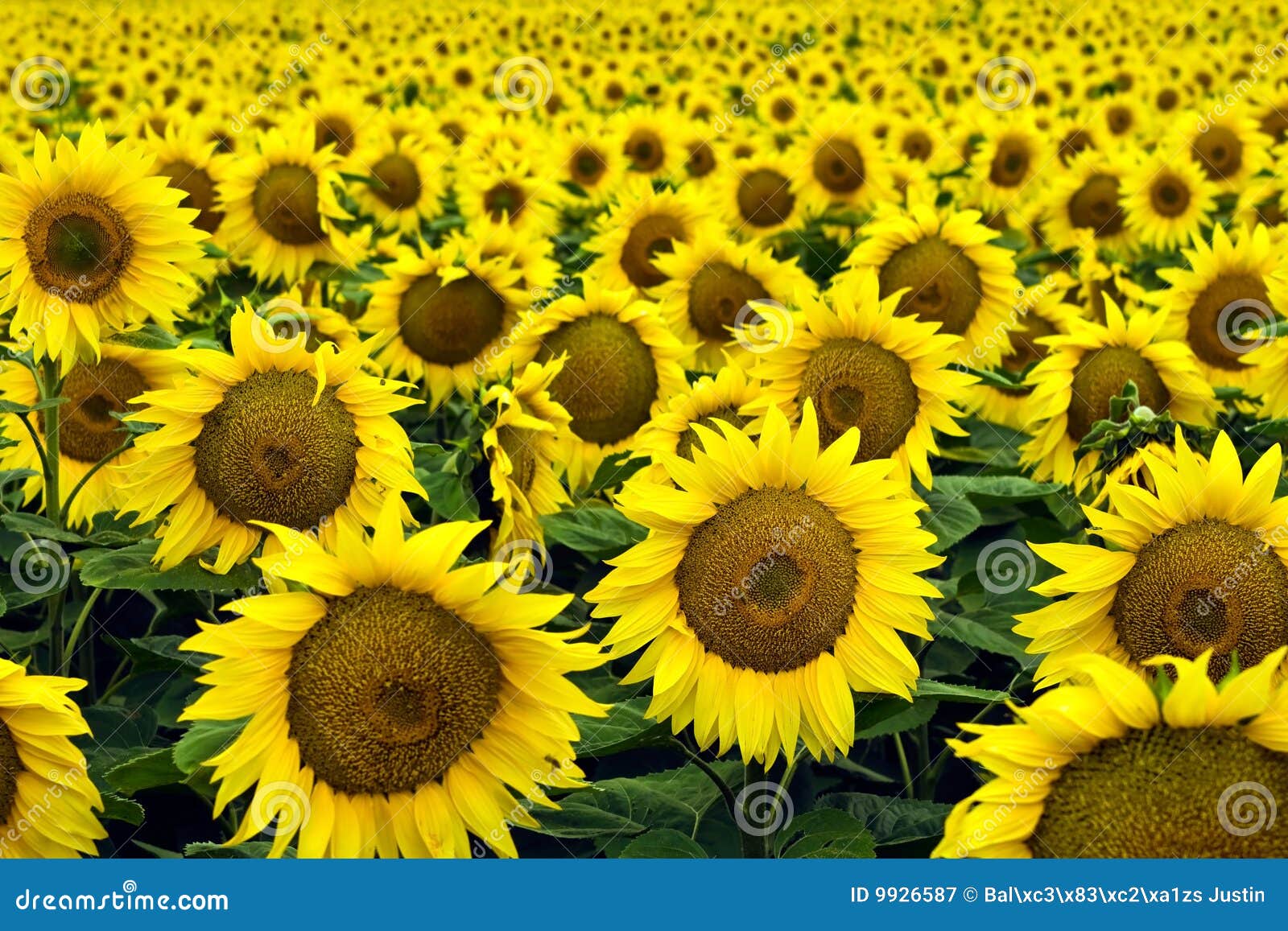 Sunflower field stock image. Image of clear, flowers, food - 9926587