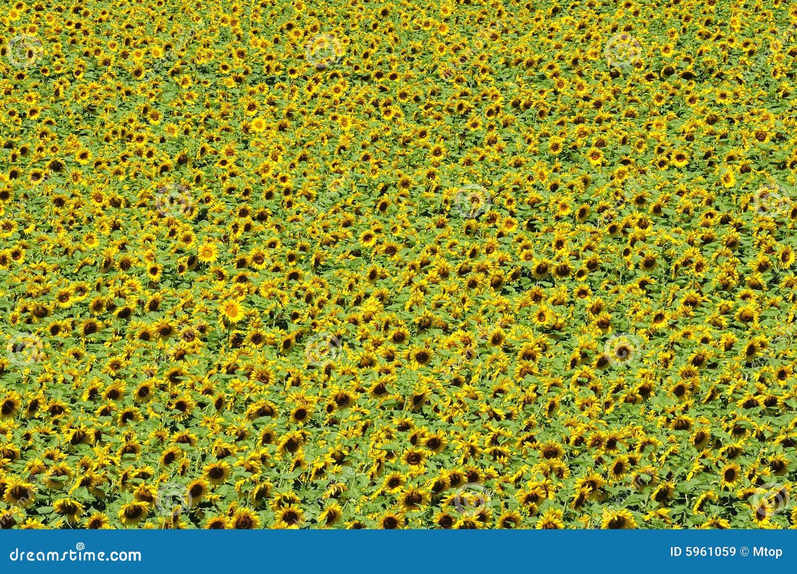 Sunflower field from above stock image. Image of flower - 5961059
