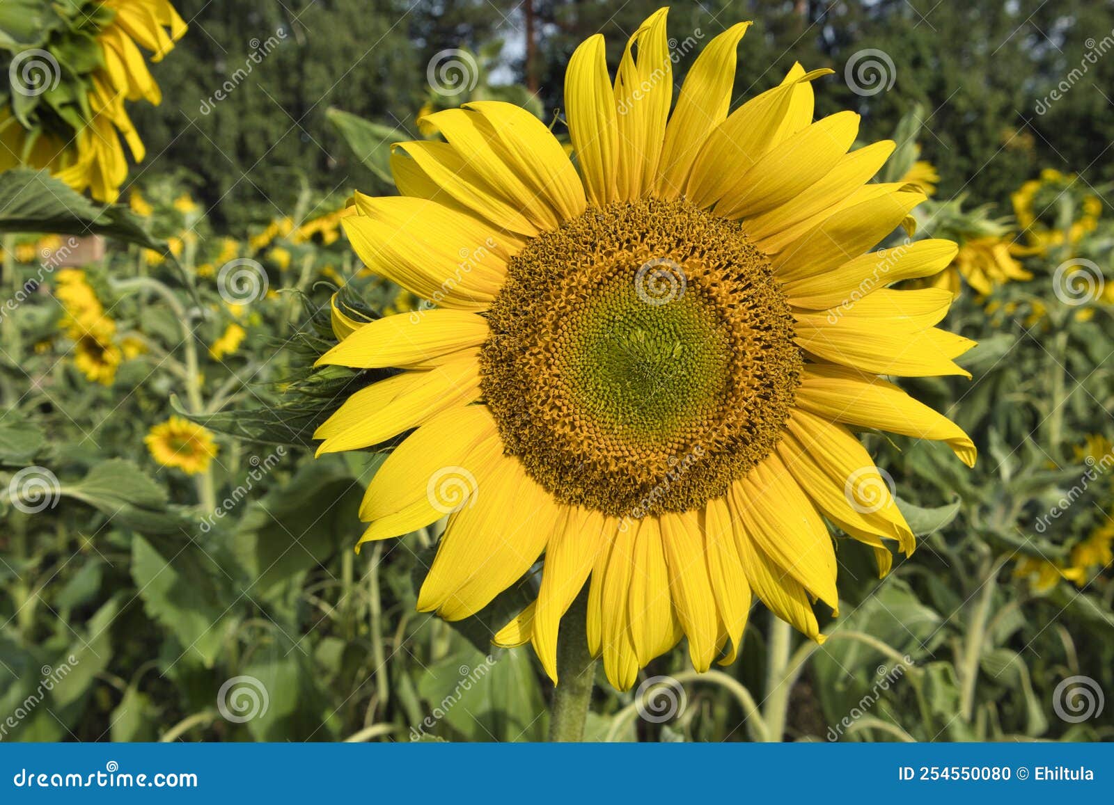 Sunflower field at autumn stock photo. Image of yellow - 254550080