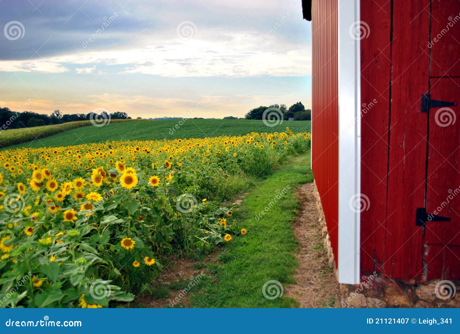 Sunflower Field & Barn stock image. Image of colors - 21121407