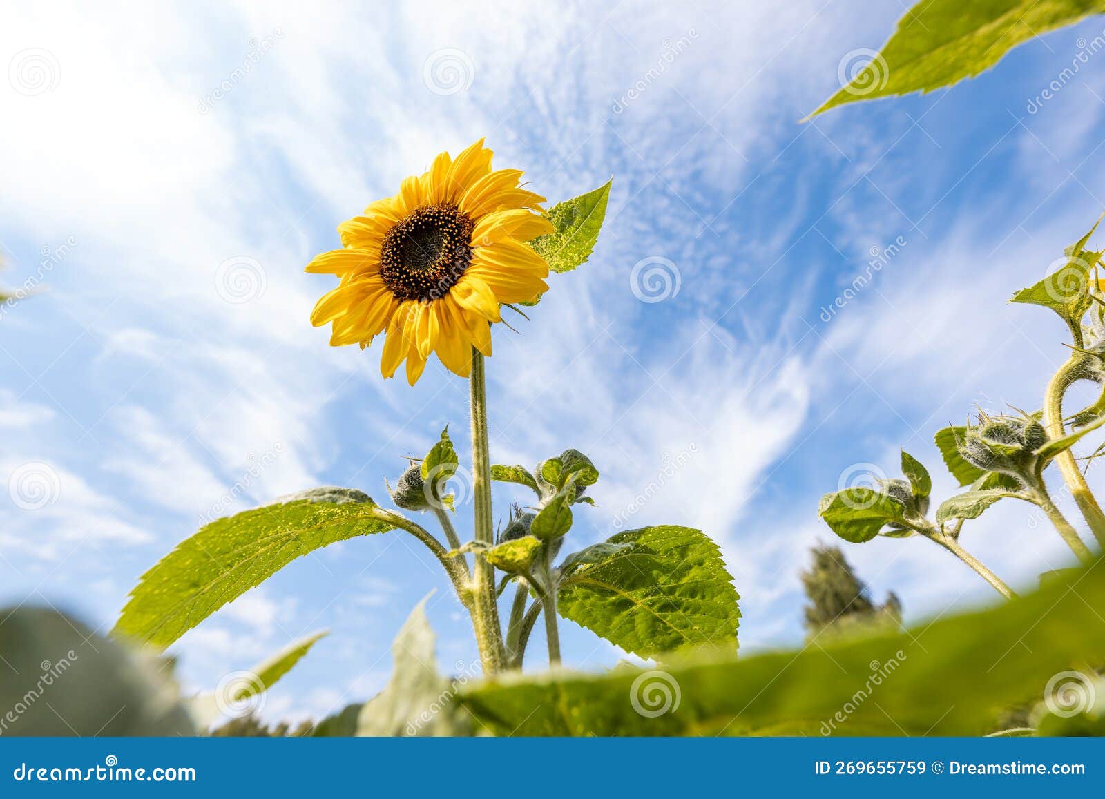 Sunflower in the Field Basking in the Sun Stock Image - Image of golden ...