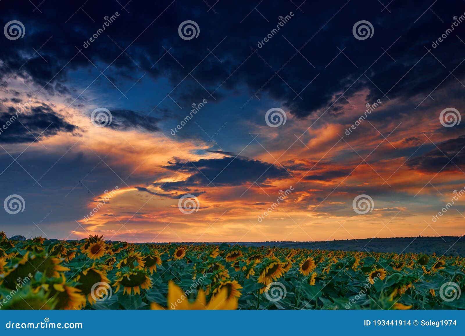 Sunflower Field in a Beautiful Sunset, Sunlight and Clouds Stock Photo ...