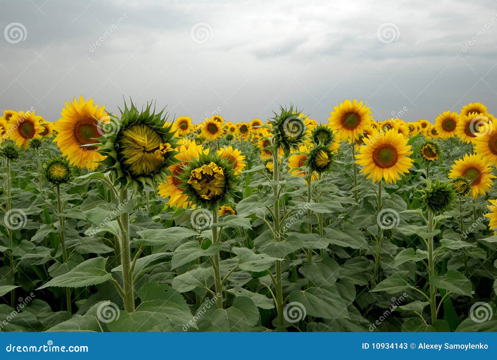 Sunflower Field at a Cloudy Day Stock Image - Image of country, cloudy ...