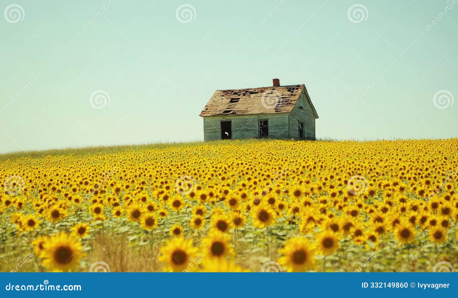 Sunflower Field with Distant Farmhouse Stock Photo - Image of crop ...