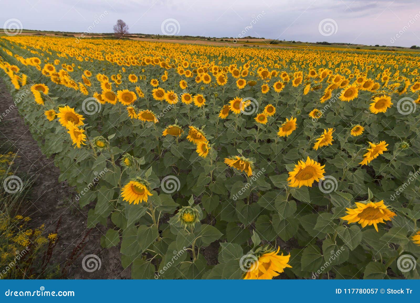 Sunflower field stock image. Image of field, flower - 117780057