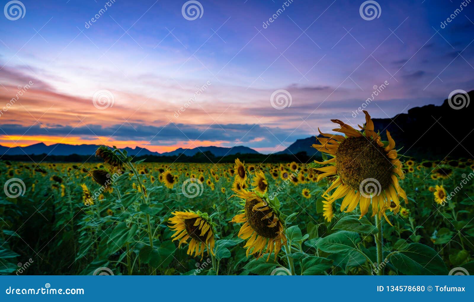 Sunflower field in evening stock photo. Image of country - 134578680