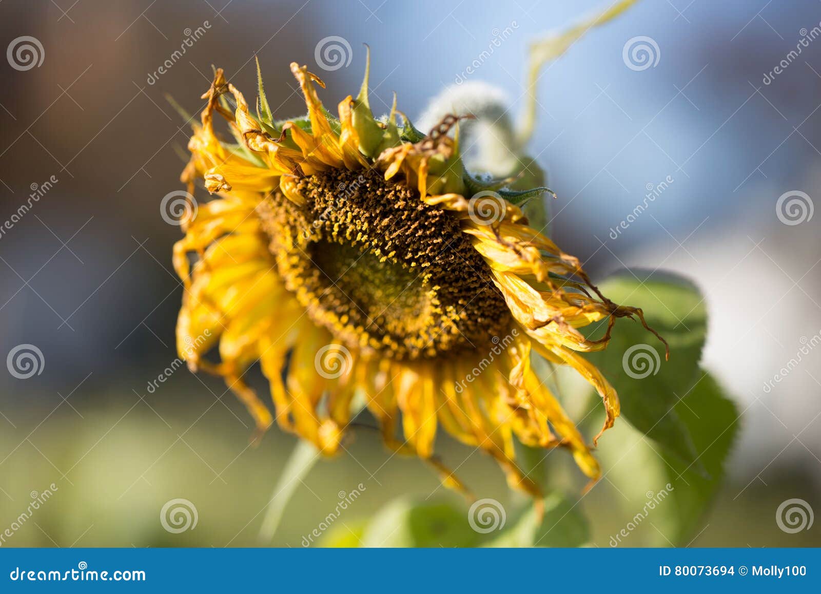 Sunflower on the Field Faded, in Autumn Stock Photo - Image of autumn ...