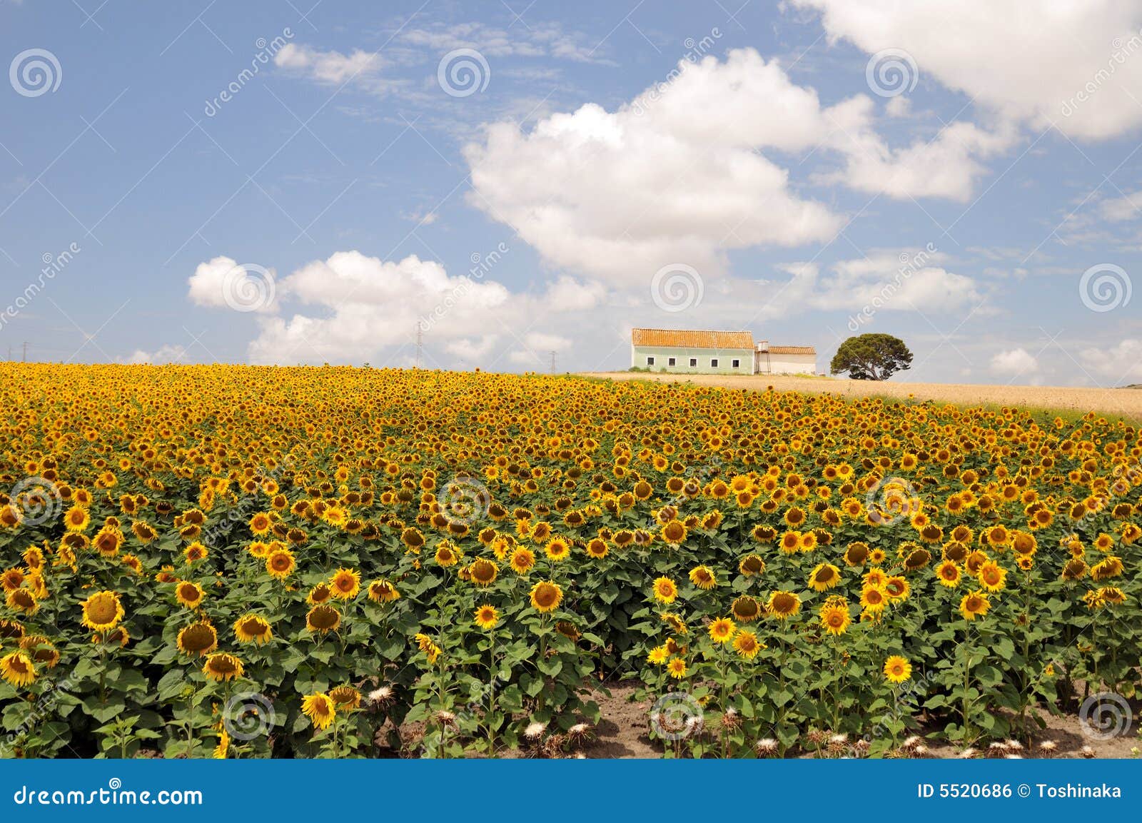 Sunflower field farm stock photo. Image of europe, summer - 5520686