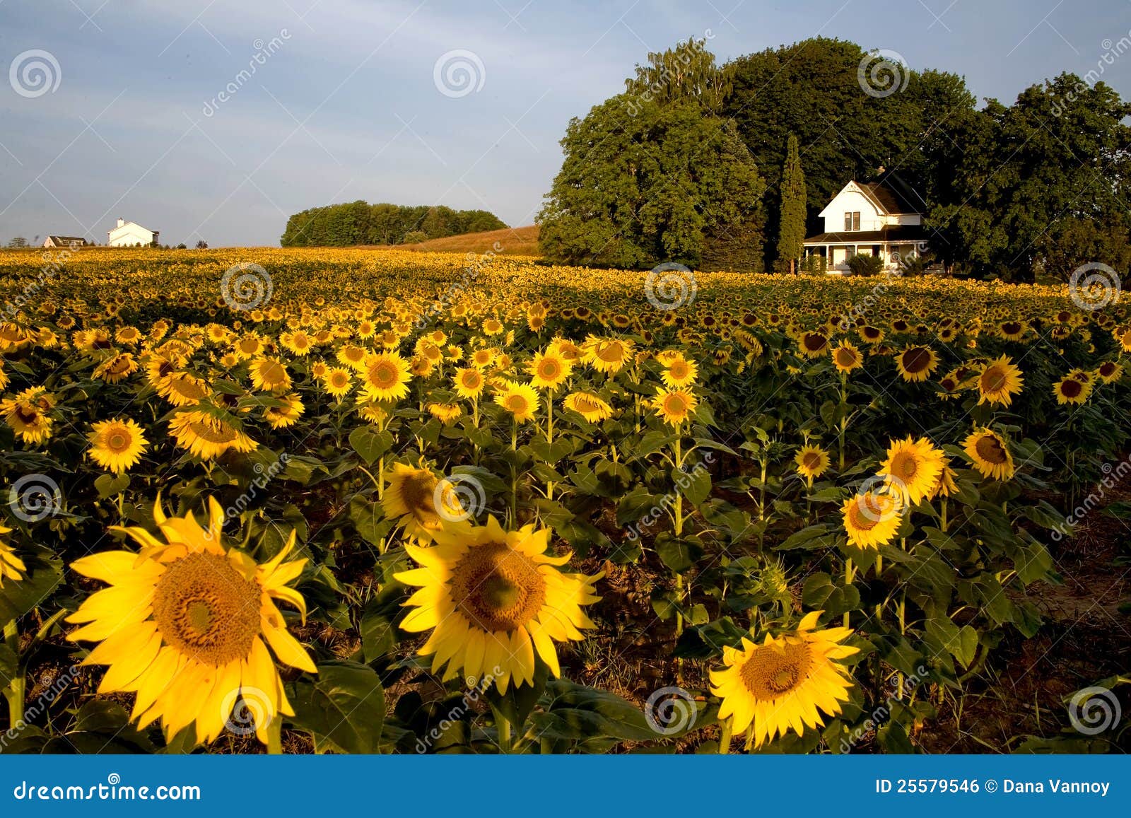 Sunflower Field With Farmhouse Royalty-Free Stock Image | CartoonDealer ...
