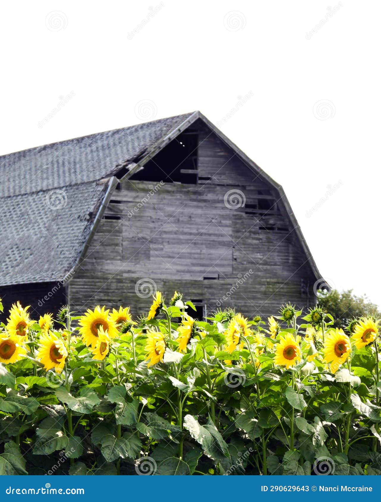 Wood Barn in Yellow Sunflower Field in Fingerlakes NYS Stock Image ...