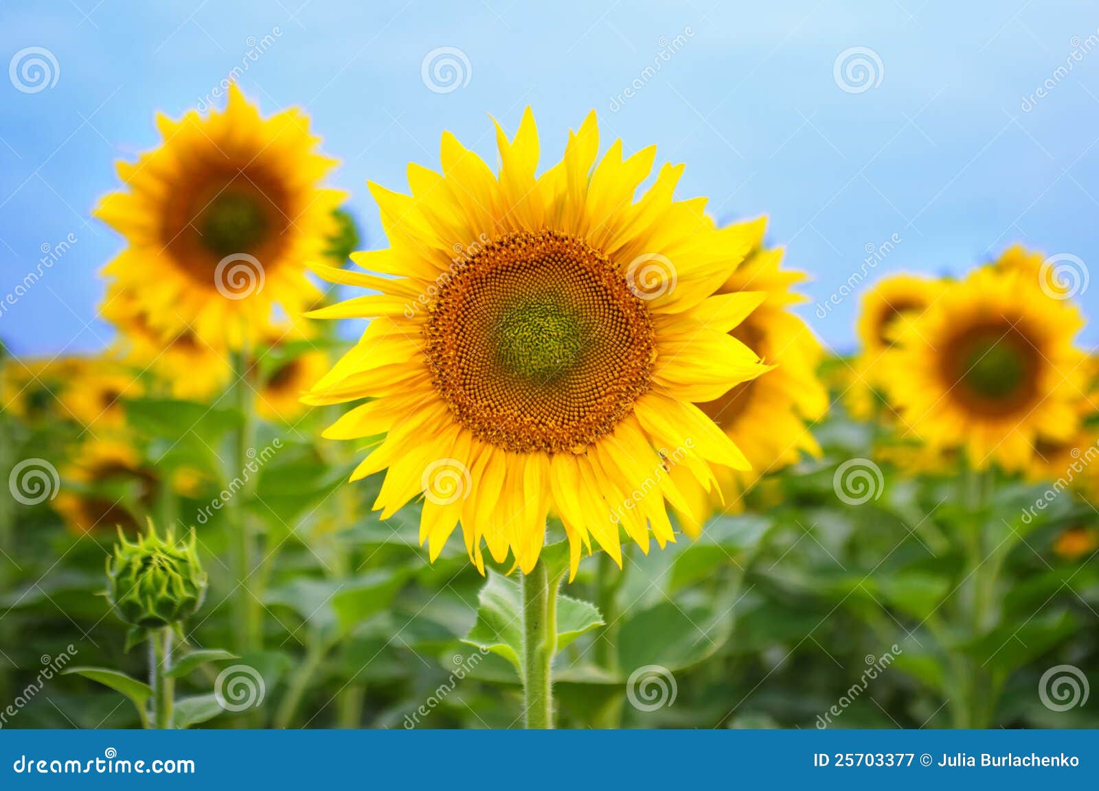 Sunflower in the Field, Front View Stock Image - Image of natural ...
