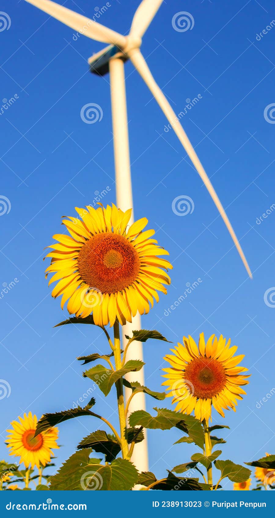 The Sunflower Field Has a Windmill Behind it Stock Image - Image of ...