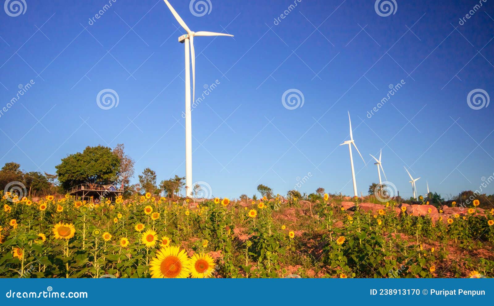 The Sunflower Field Has a Windmill Behind it Stock Photo - Image of ...