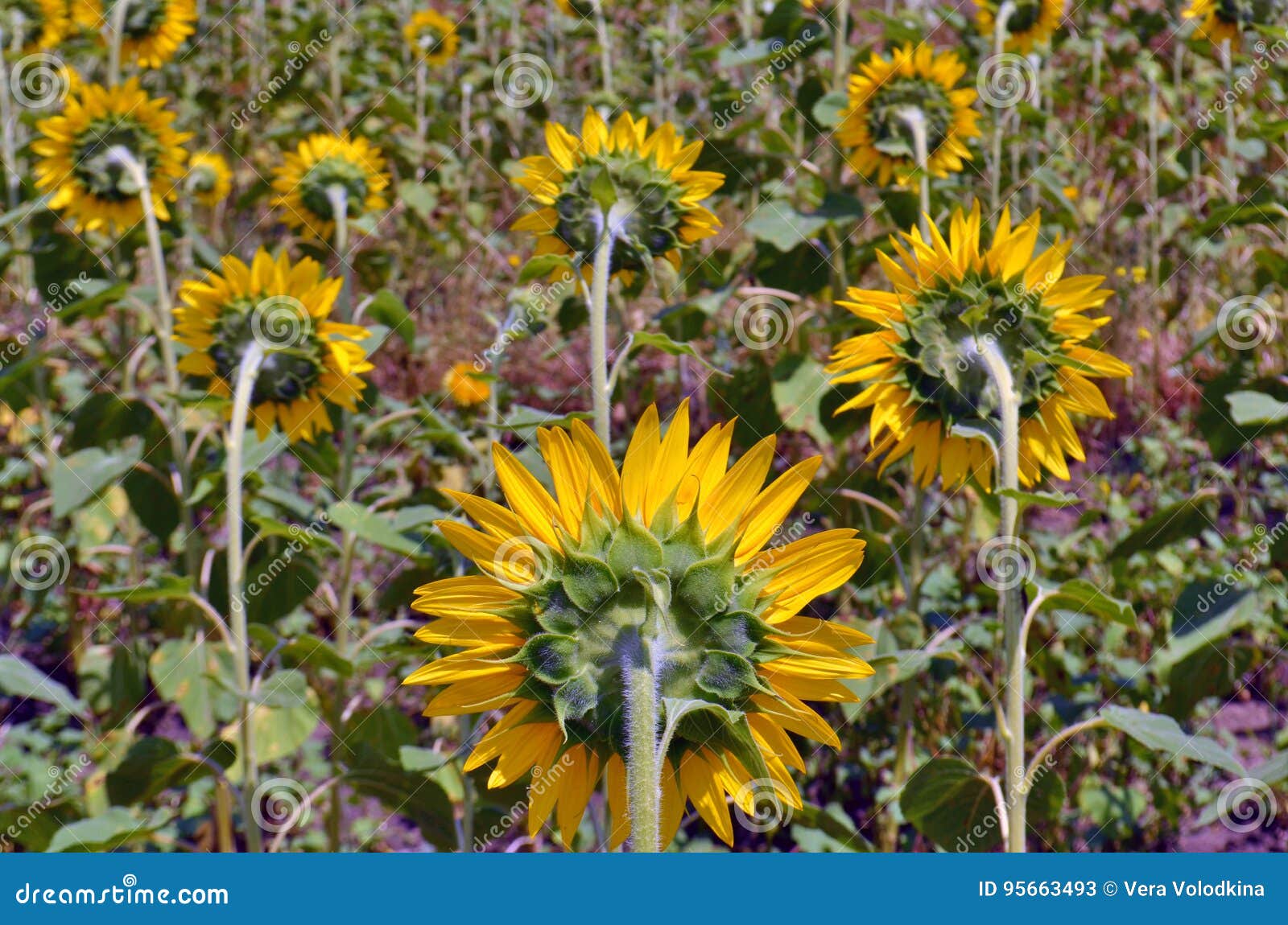 Sunflower Field Landscape. Back View Stock Image - Image of countryside ...