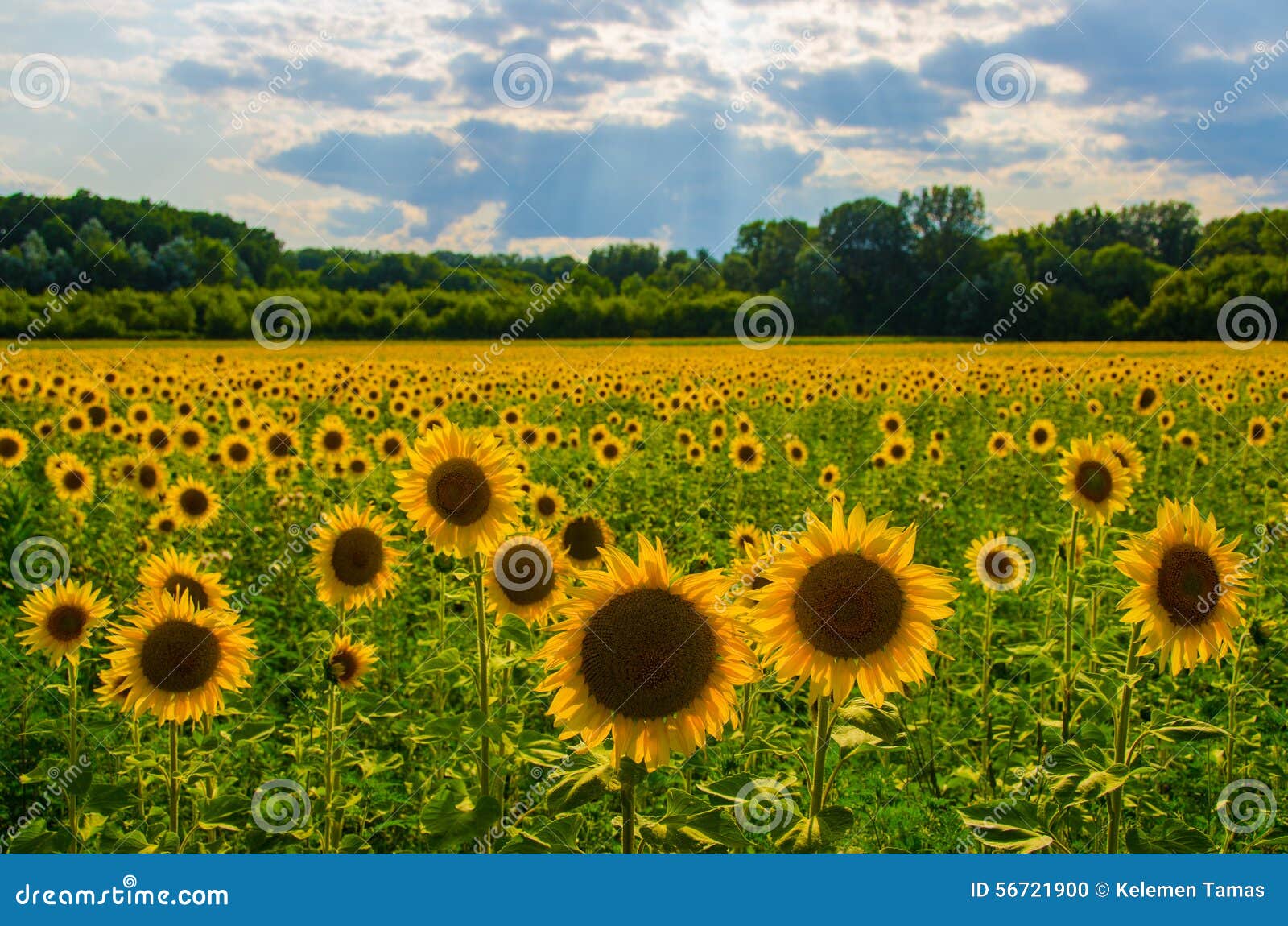 Sunflower field stock photo. Image of farm, summer, heat - 56721900