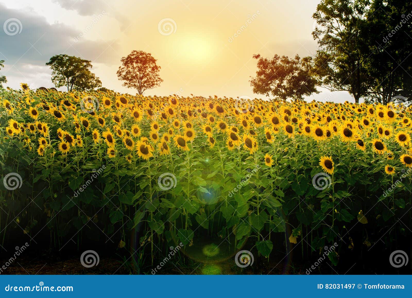 Sunflower Field Lens Flare Effec Stock Image - Image of growth, blur ...