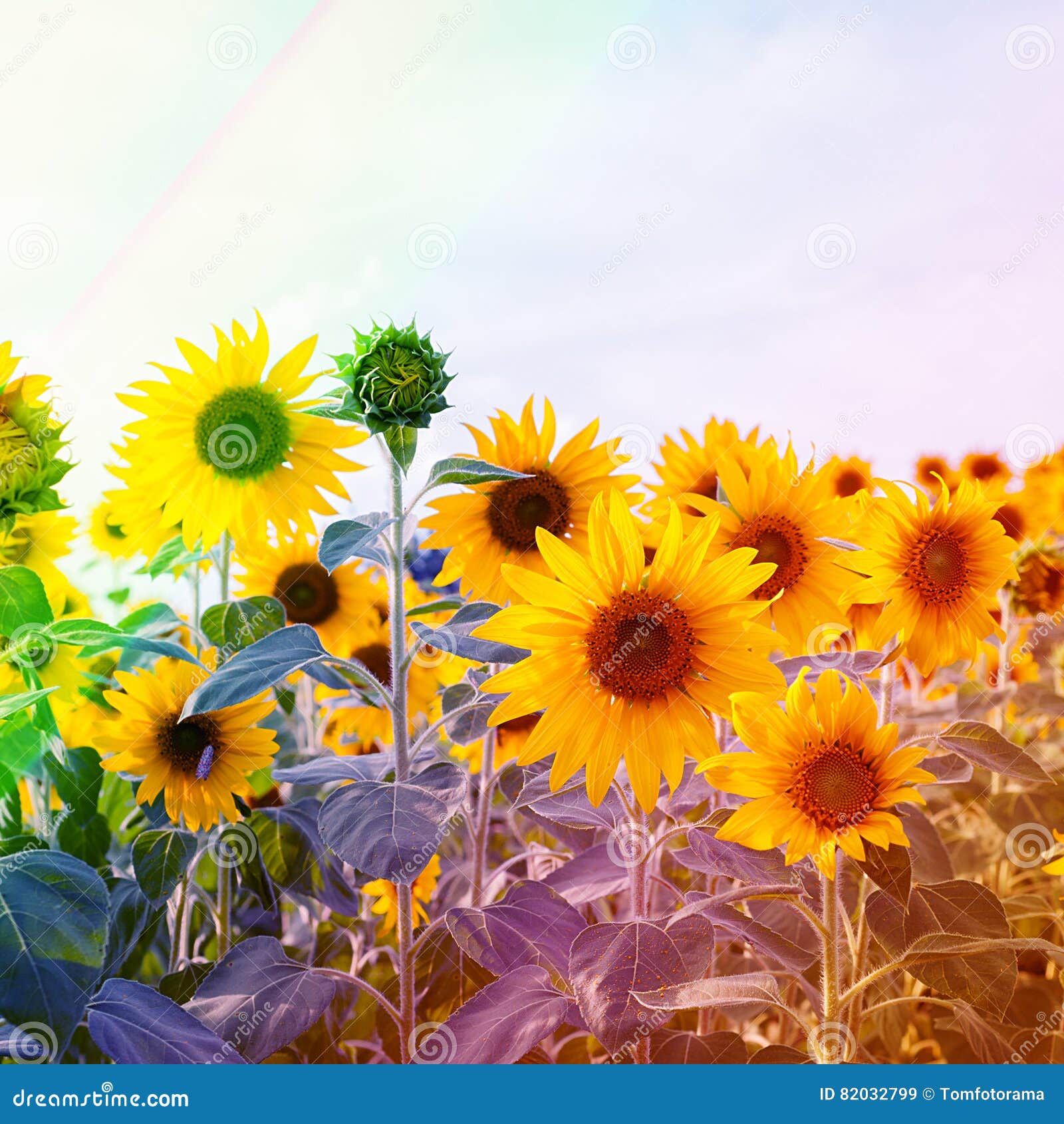 Sunflower Field Lens Flare Effec Stock Image - Image of agriculture ...