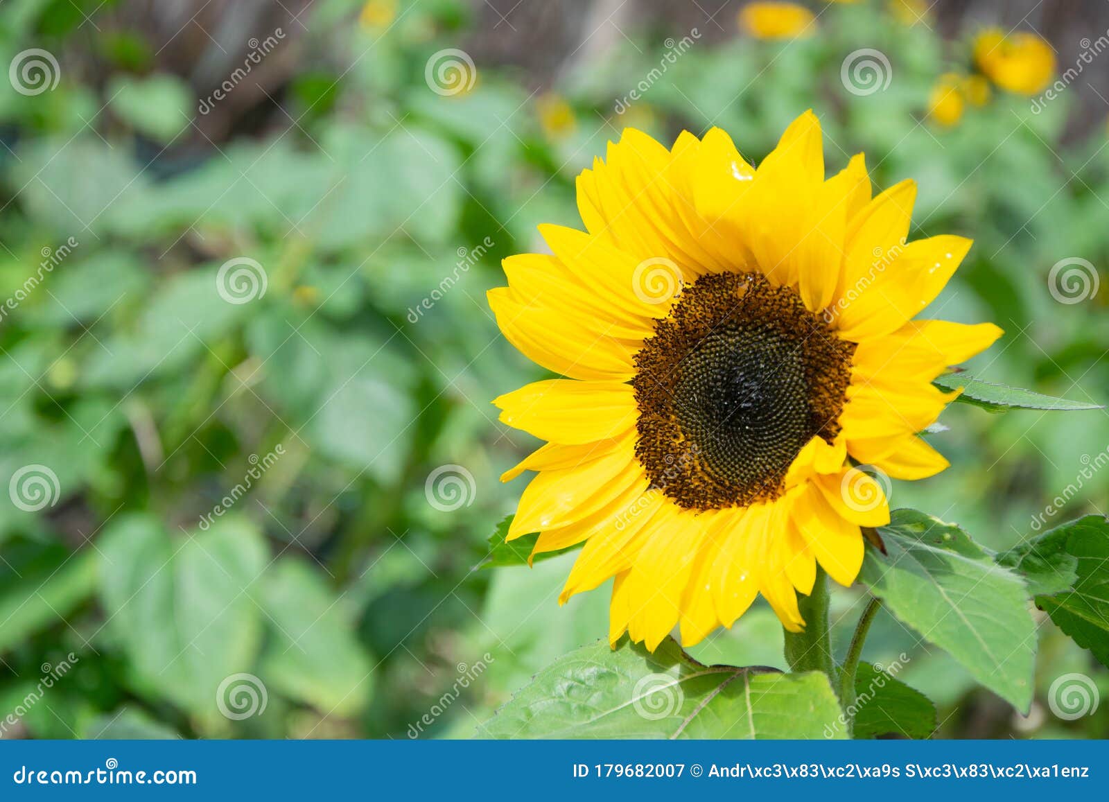 Sunflower Field with Light Effects Stock Image - Image of closeup, head ...