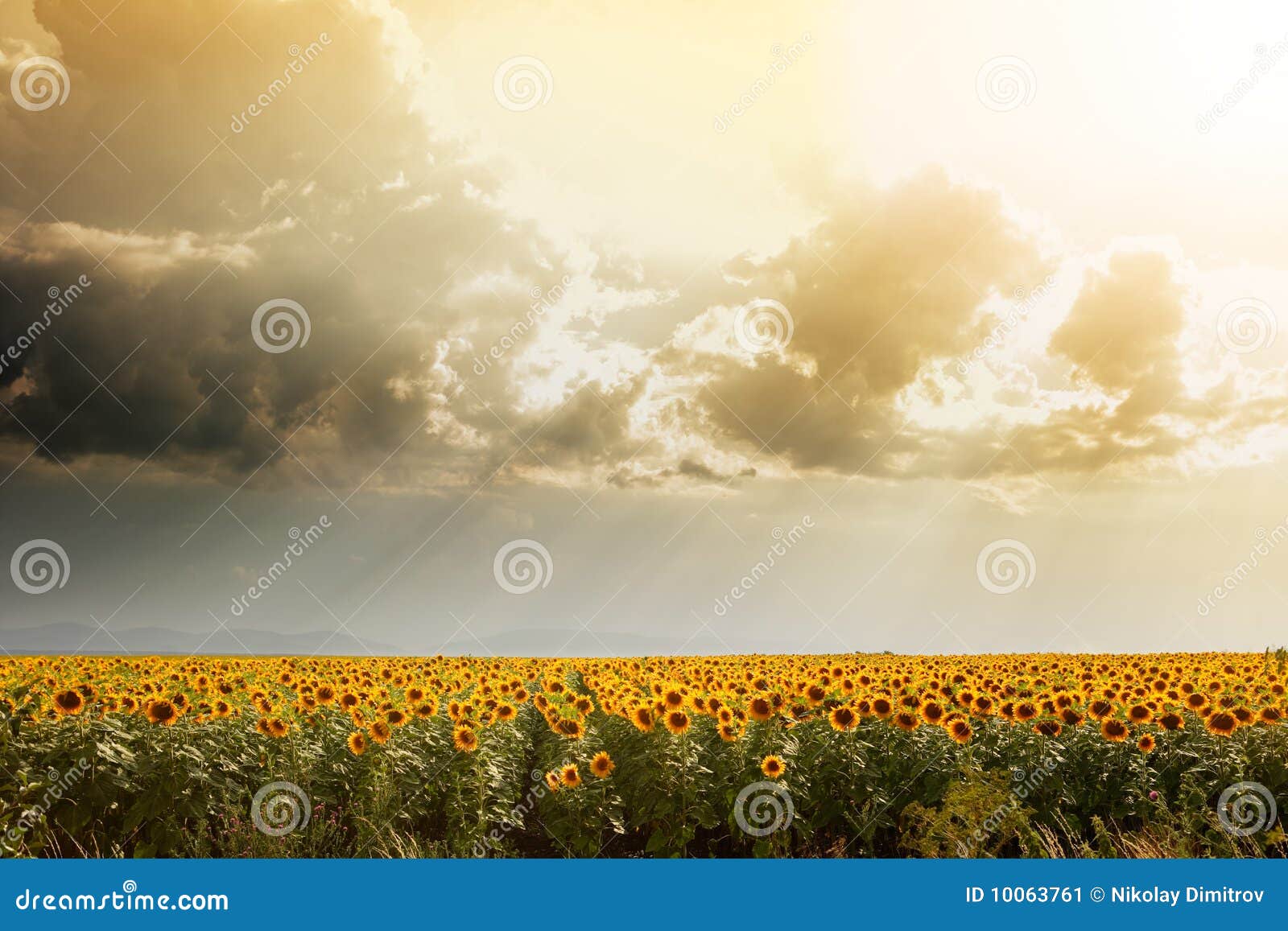 Sunflower Field Lit by the Sun Stock Image - Image of light, nature ...