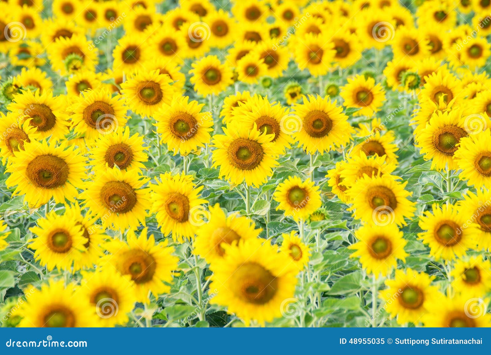 Sunflower field stock image. Image of field, sunflower - 48955035